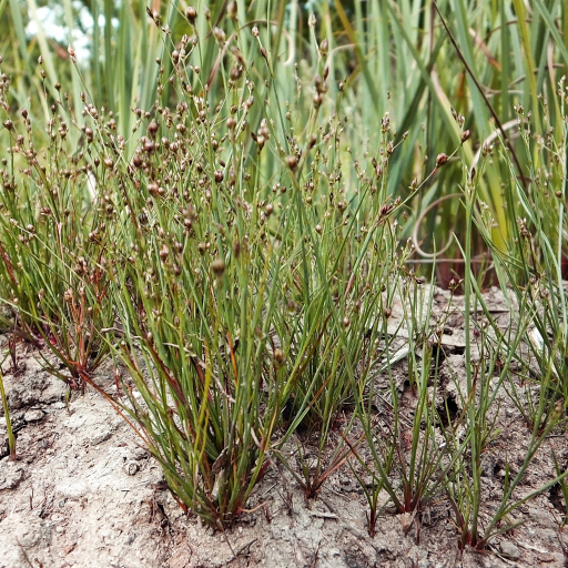 Sand Rush (Juncus Tenageia) Care Guide: Water, Soil & Propagation ...