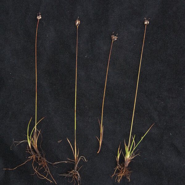 Juncus Thomsonii Plant Care & How to Grow, Water