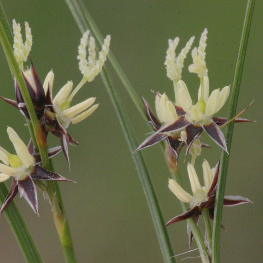 Highland Rush (Juncus Trifidus) Plant Care & How to Grow, Water