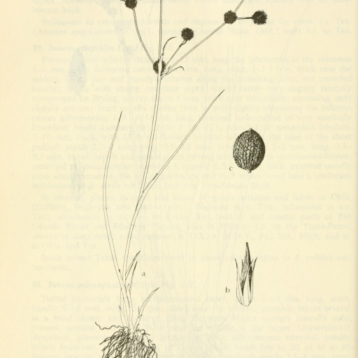 Roundhead Rush (Juncus Validus) Plant Care & How to Grow, Water