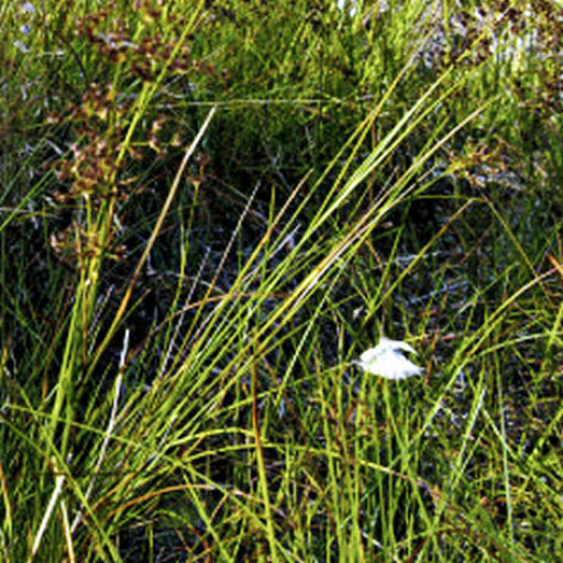 Juncus Plant Care & How to Grow, Water