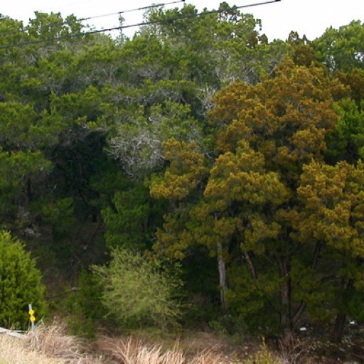 Ashe's Juniper (Juniperus Ashei) Plant Care & How to Grow, Water