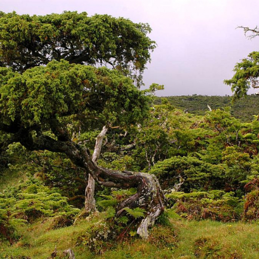 Azores Juniper (Juniperus Brevifolia) Plant Care & How to Grow, Water