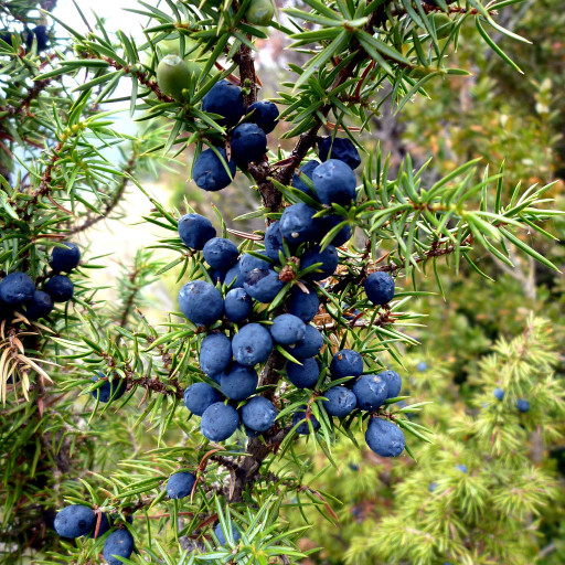 Common Juniper (Juniperus Communis) Plant Care & How to Grow, Water