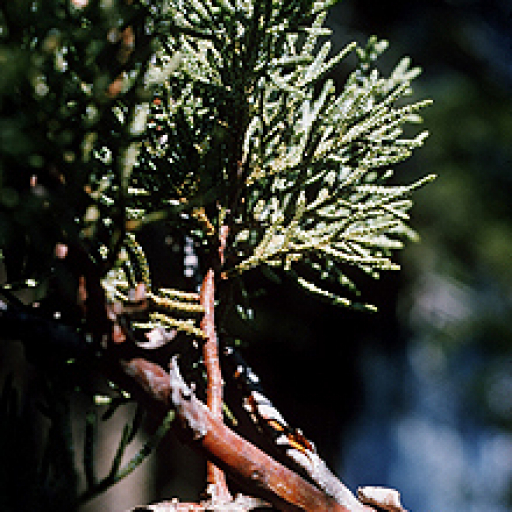 Checker-Bark Juniper (Juniperus Deppeana) Plant Care & How to Grow, Water