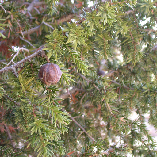 Syrian Juniper (Juniperus Drupacea) Plant Care & How to Grow, Water