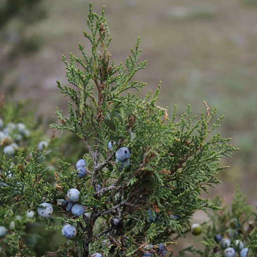 Greek Juniper (Juniperus Excelsa) Plant Care & How to Grow, Water