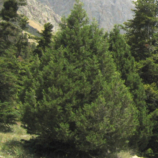 Stinking Juniper (Juniperus Foetidissima) Plant Care & How to Grow, Water