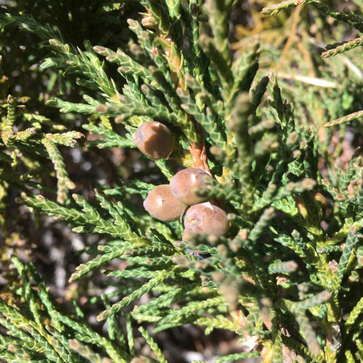 Black Juniper (Juniperus Indica) Care Guide: Water, Soil & Propagation ...