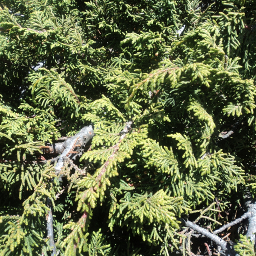 Mexican Alpine Juniper (Juniperus Monticola) Plant Care & How to Grow ...