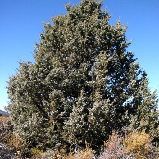 Western-Cedar (Juniperus Occidentalis) Plant Care & How to Grow, Water