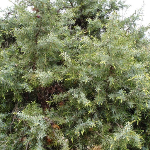 Prickly Juniper (Juniperus Oxycedrus) Plant Care & How to Grow, Water