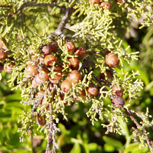 Phoenician Juniper (Juniperus Phoenicea) Plant Care & How to Grow, Water