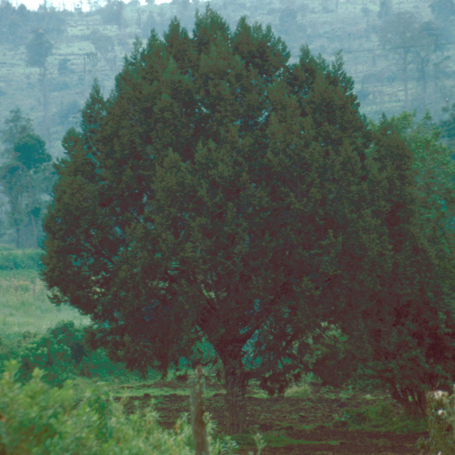African Juniper (Juniperus Procera) Plant Care & How to Grow, Water