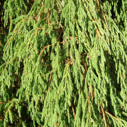 Drooping Juniper (Juniperus Recurva) Plant Care & How to Grow, Water