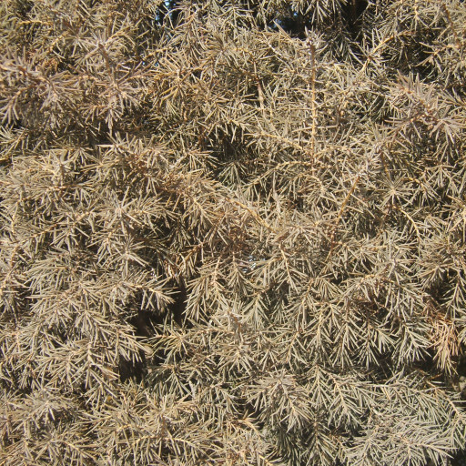 Temple Juniper (Juniperus Rigida) Plant Care & How to Grow, Water