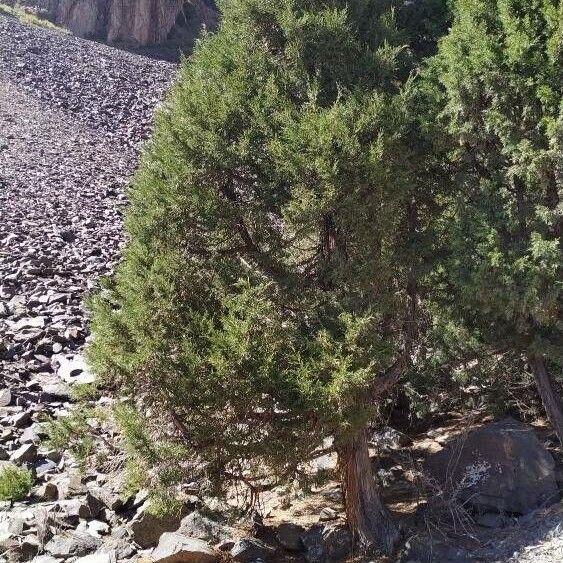 Pashtun Juniper (Juniperus Seravschanica) Plant Care & How to Grow, Water