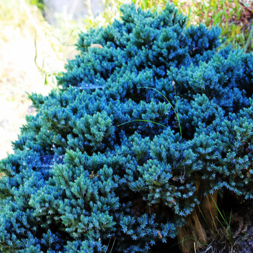 Flaky Juniper (Juniperus Squamata) Plant Care & How to Grow, Water