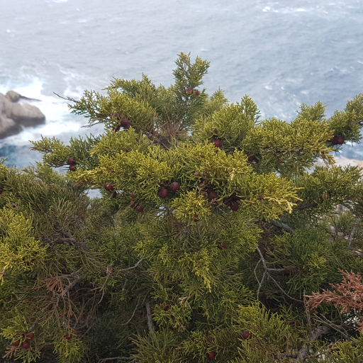 Mediterranean Juniper (Juniperus Turbinata) Plant Care & How to Grow, Water