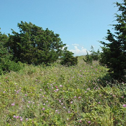 Eastern Red Cedar (Juniperus Virginiana) Plant Care & How to Grow, Water