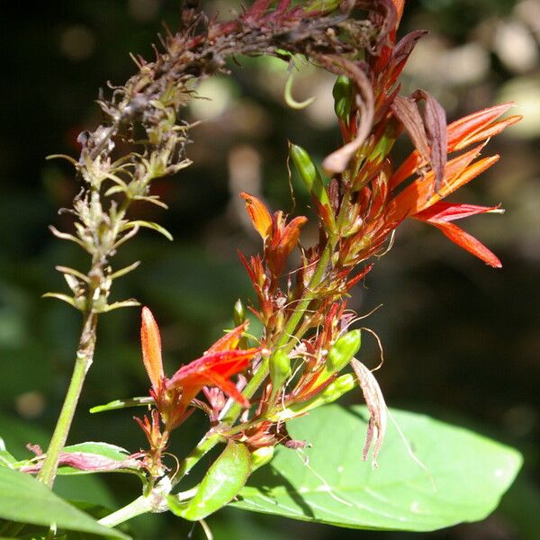 Justicia Arborescens Care Guide: Water, Soil & Propagation - Plantiary
