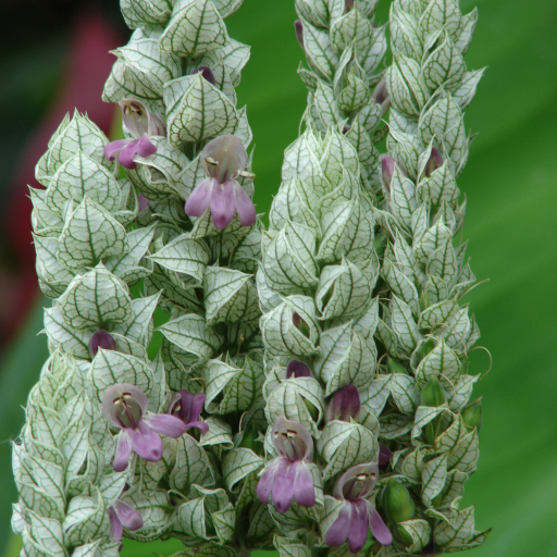 White Shrimp- (Justicia Betonica) Plant Care & How to Grow, Water