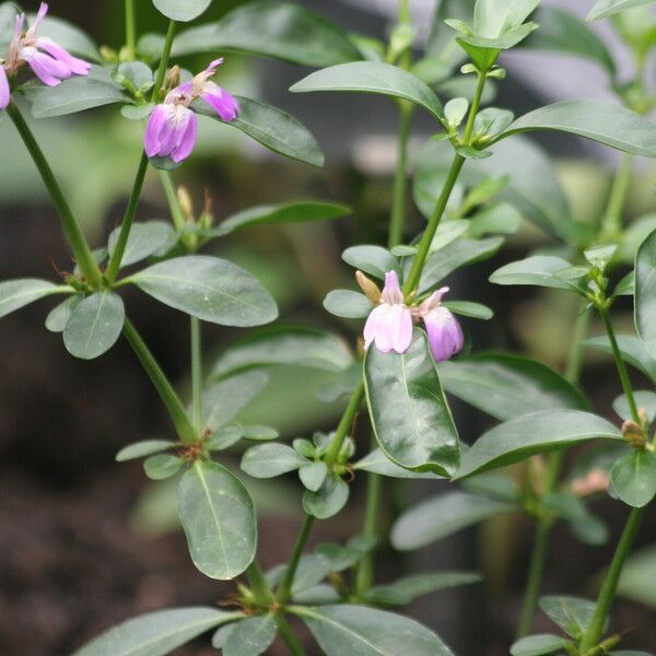 Justicia Capensis Plant Care & How to Grow, Water