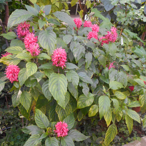 Brazilian-Plume (Justicia Carnea) Plant Care & How to Grow, Water