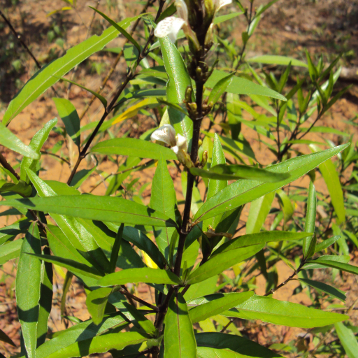 Water Willow (Justicia Gendarussa) Plant Care & How to Grow, Water
