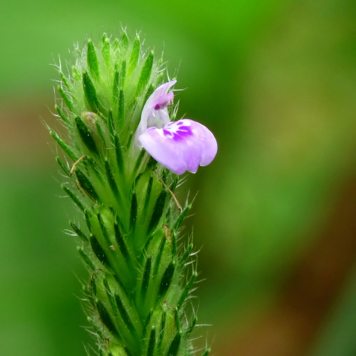 Water Willow (Justicia Procumbens) Plant Care & How to Grow, Water