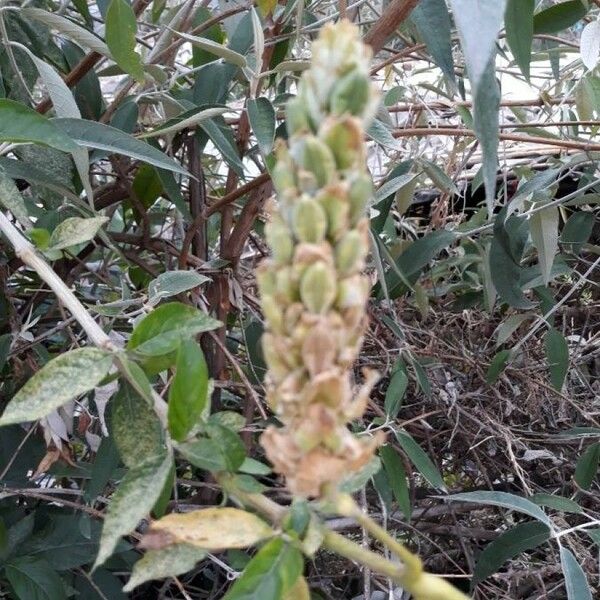 Justicia Schimperiana Plant Care & How to Grow, Water