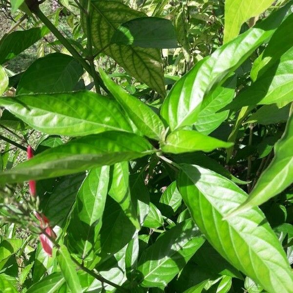 Justicia Secunda Plant Care & How to Grow, Water