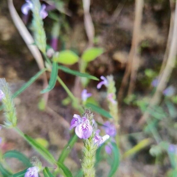 Justicia Vahlii Plant Care & How to Grow, Water