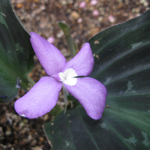 Peacock Ginger Lily (Kaempferia Pulchra) Plant Care & How to Grow, Water