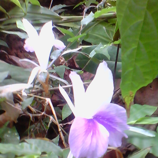 Tropical-crocus (Kaempferia Rotunda) Plant Care & How to Grow, Water