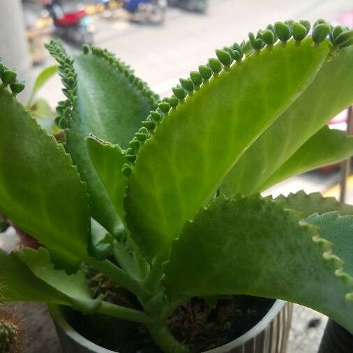Laciniate Kalanchoe Herb (Kalanchoe Ceratophylla) Care Guide: Water ...