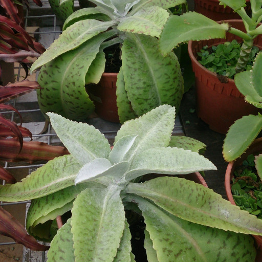 Donkey Ears (Kalanchoe Gastonis-bonnieri) Plant Care & How to Grow, Water