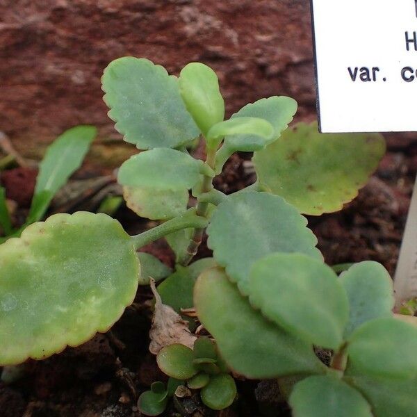 Kalanchoe Miniata Plant Care & How to Grow, Water