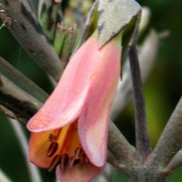 Kalanchoe Rosei Plant Care & How to Grow, Water