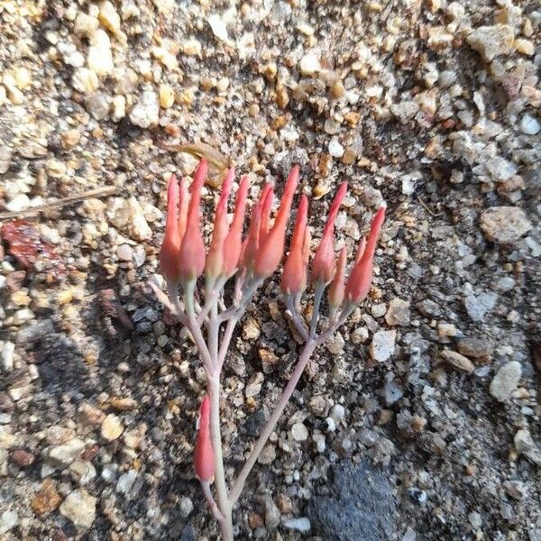 Common Kalanchoe (Kalanchoe Rotundifolia) Plant Care & How to Grow, Water