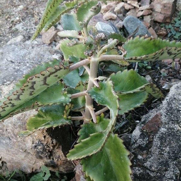 Magic Tower (Kalanchoe Serrata) Plant Care & How to Grow, Water