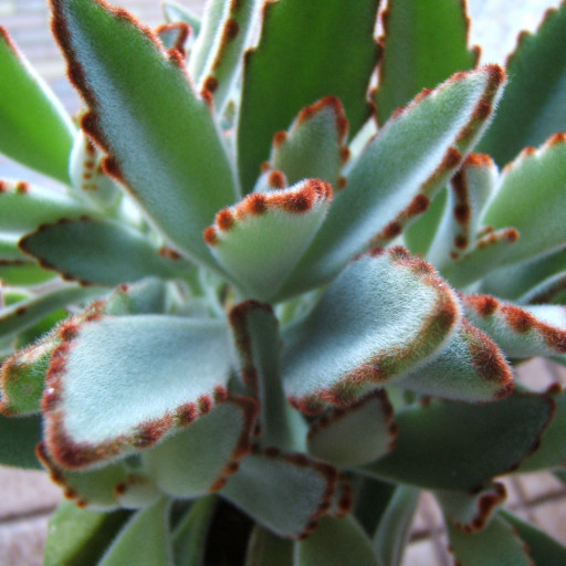 Panda (Kalanchoe Tomentosa) Plant Care & How to Grow, Water