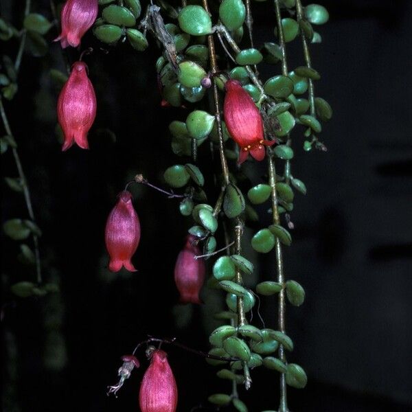 Coral Bells (Kalanchoe Uniflora) Plant Care & How to Grow, Water