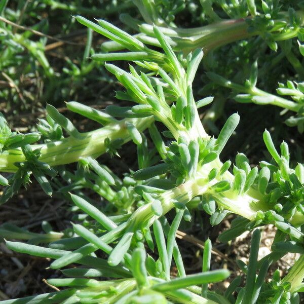 Kali Australis Plant Care & How to Grow, Water