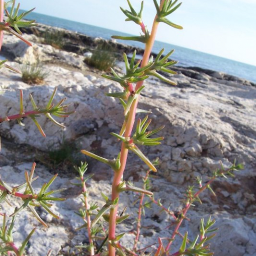 Prickly Glasswort (Kali Soda) Plant Care & How to Grow, Water