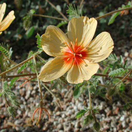 Arizona Poppy (Kallstroemia Grandiflora) Care Guide: Water, Soil ...