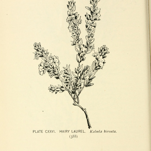 Hairy Laurel (Kalmia Hirsuta) Plant Care & How to Grow, Water