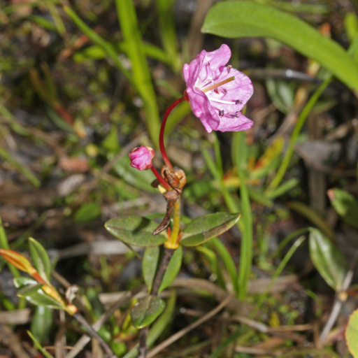 Bog-laurel (Kalmia Microphylla) Plant Care & How to Grow, Water