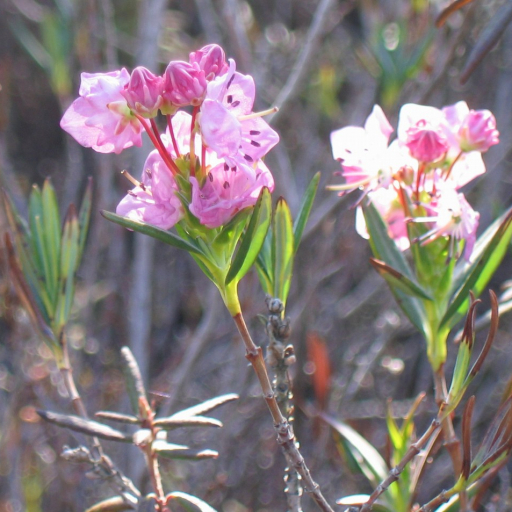 Bog Laurel (Kalmia Polifolia) Plant Care & How to Grow, Water