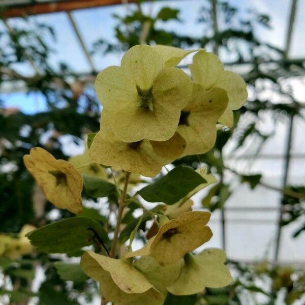 Northern Chinese-Hats (Karomia Tettensis) Plant Care & How to Grow, Water